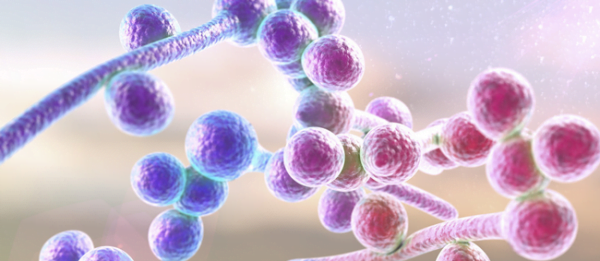 Mycoses : la Candidose Candida Albicans en MTC (Acupression)